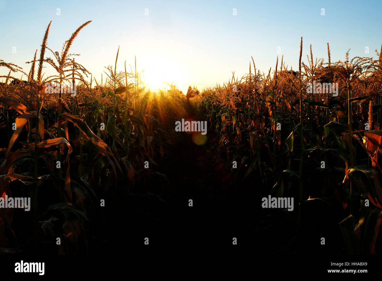 Crop of corn in cornfield field grain growing farming Stock Photo - Alamy