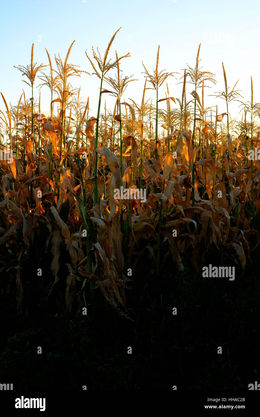 Crop of corn in cornfield field grain growing farming Stock Photo - Alamy