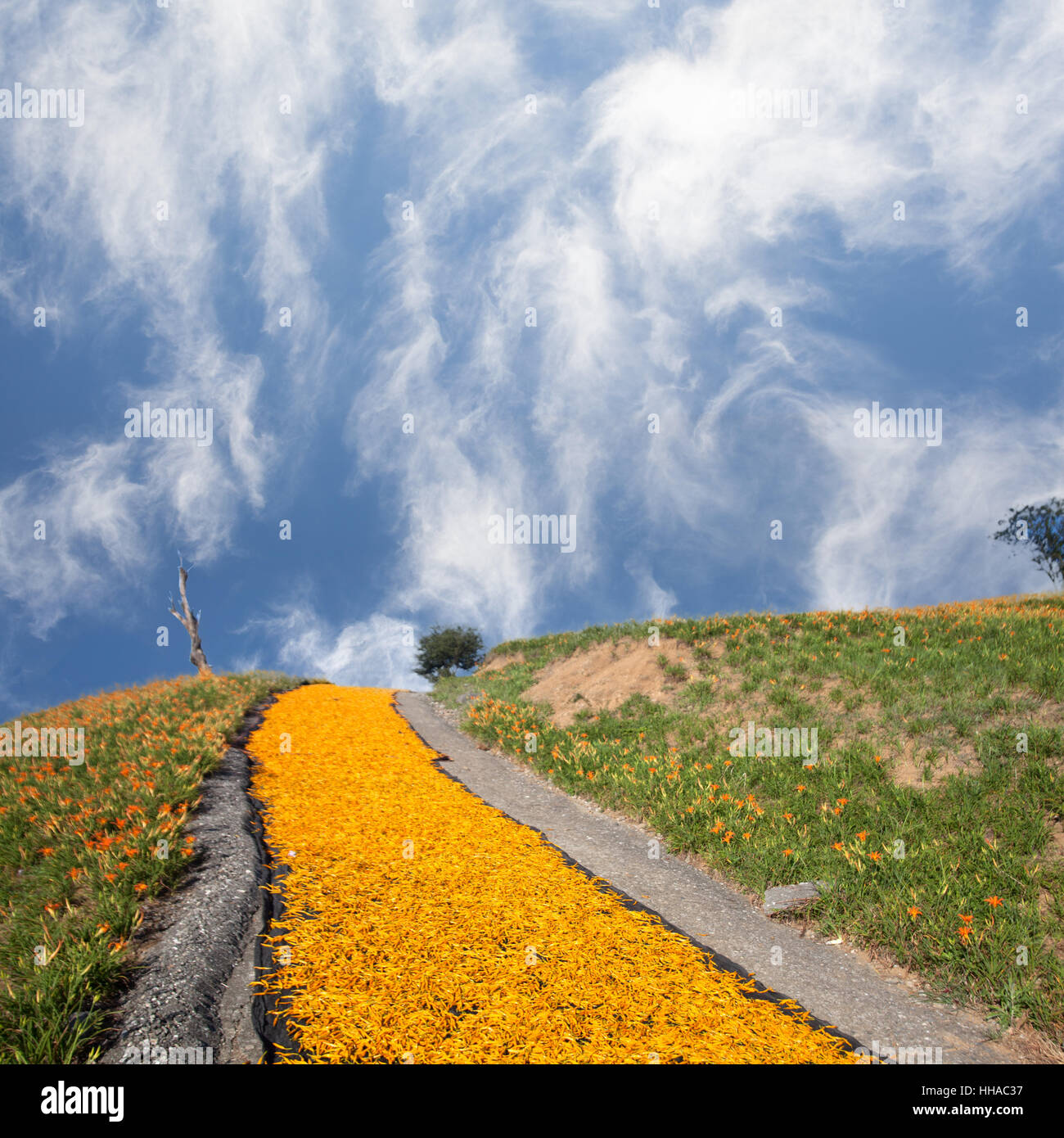 blue, beautiful, beauteously, nice, environment, enviroment, tree ...