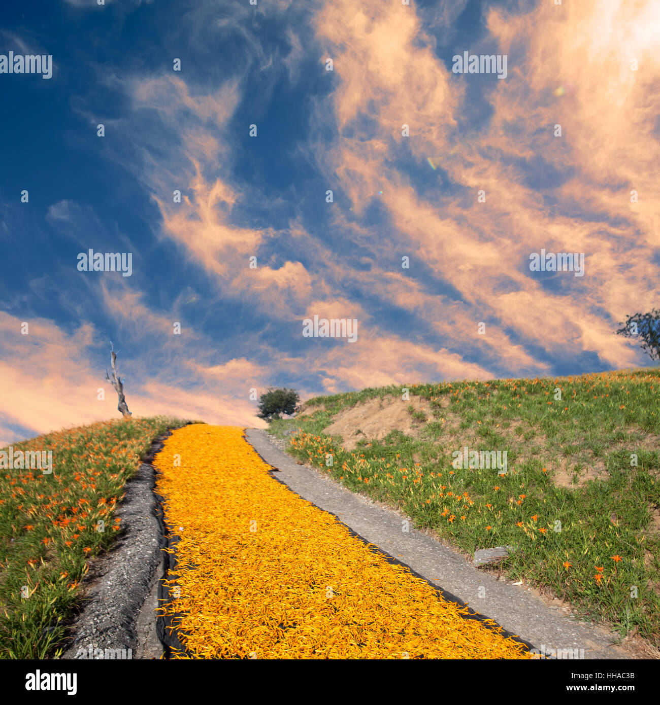blue, beautiful, beauteously, nice, environment, enviroment, tree ...