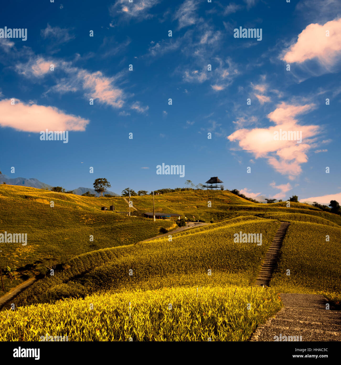 blue, beautiful, beauteously, nice, environment, enviroment, tree ...