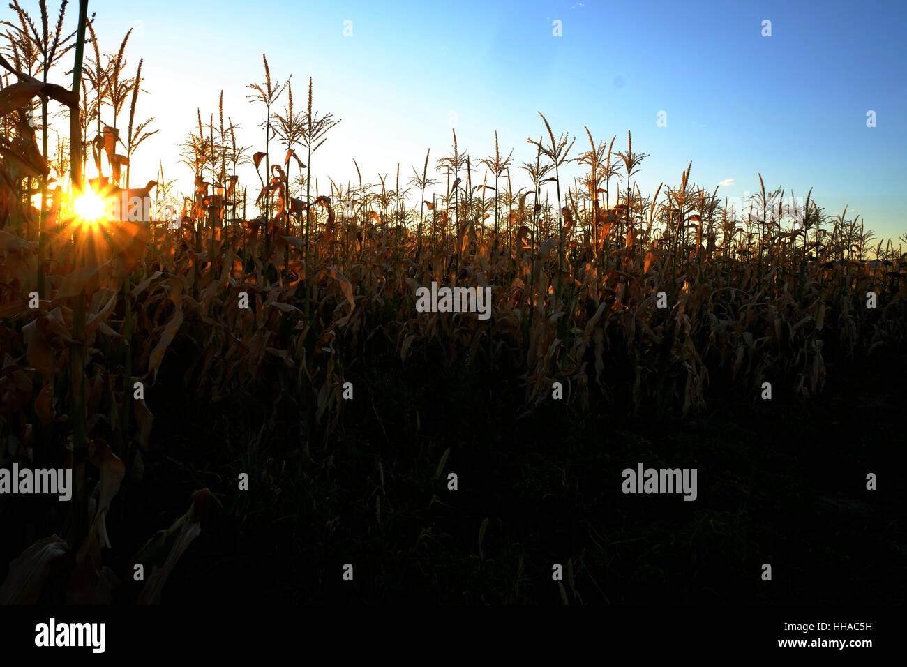 Crop of corn in cornfield field grain growing farming Stock Photo - Alamy