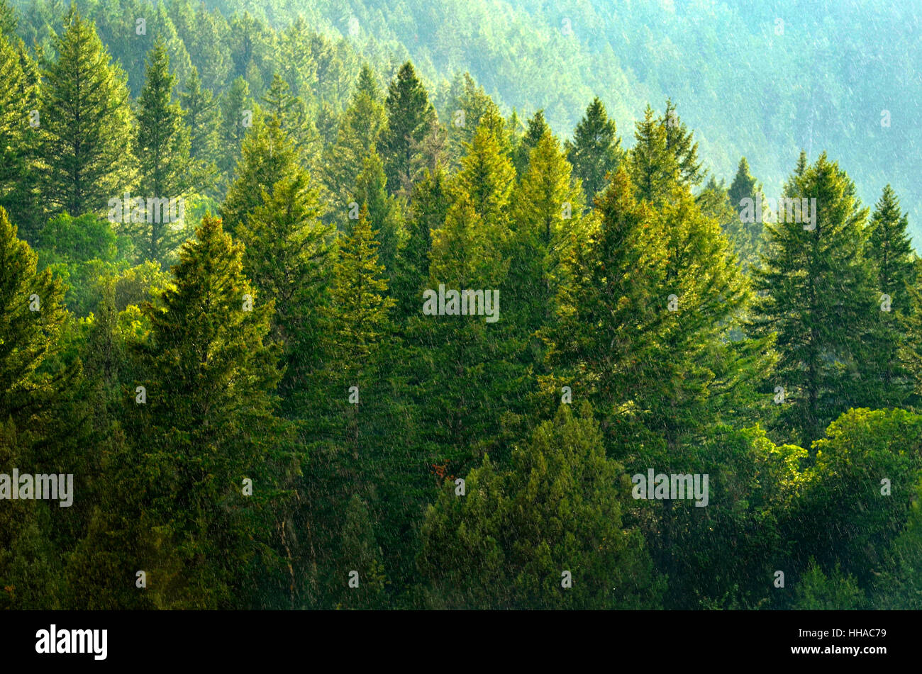 Forest Rain Storm with Drops Falling and Lush Trees Stock Photo - Alamy