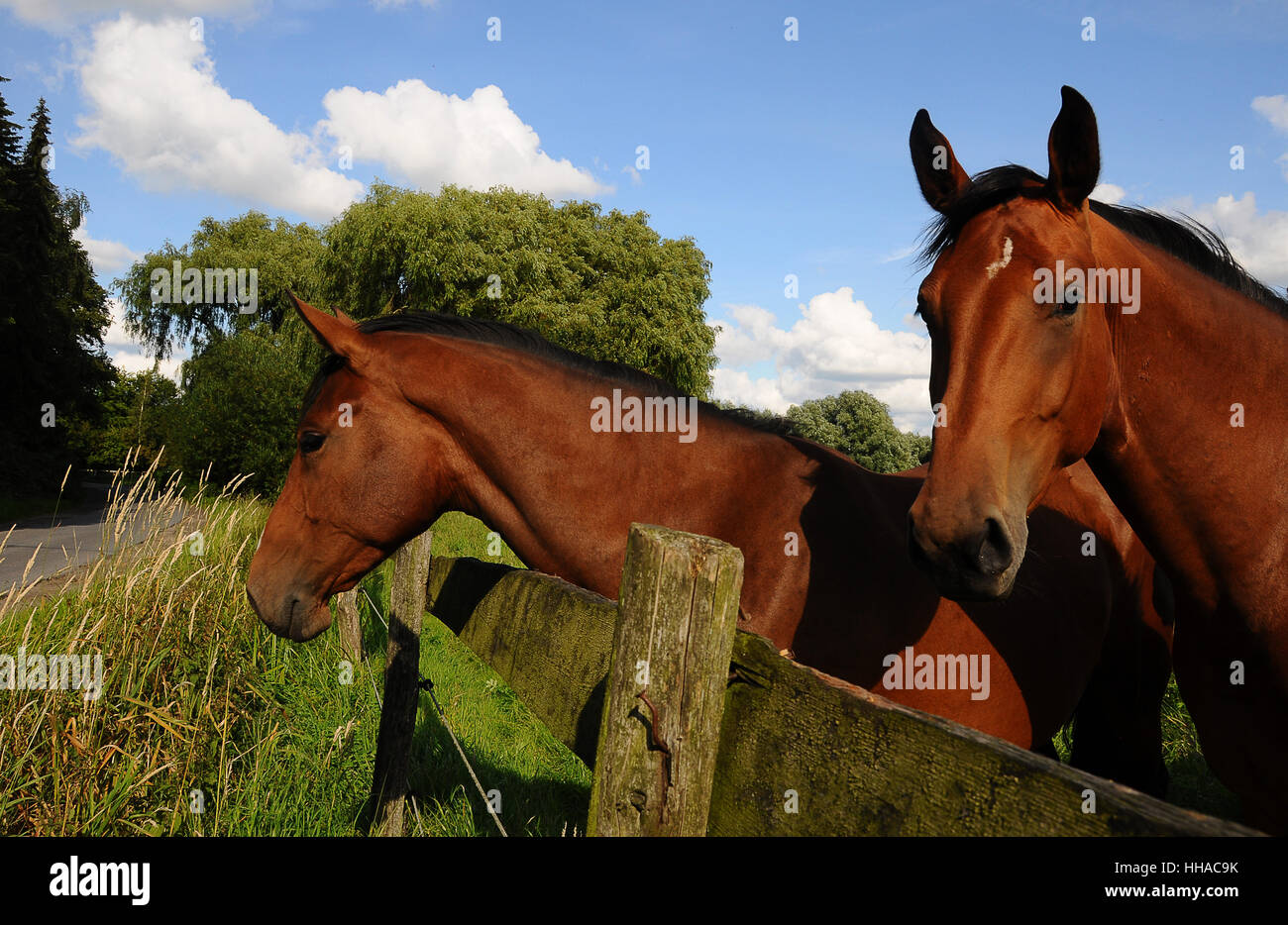 Two horses portrait hi-res stock photography and images - Alamy
