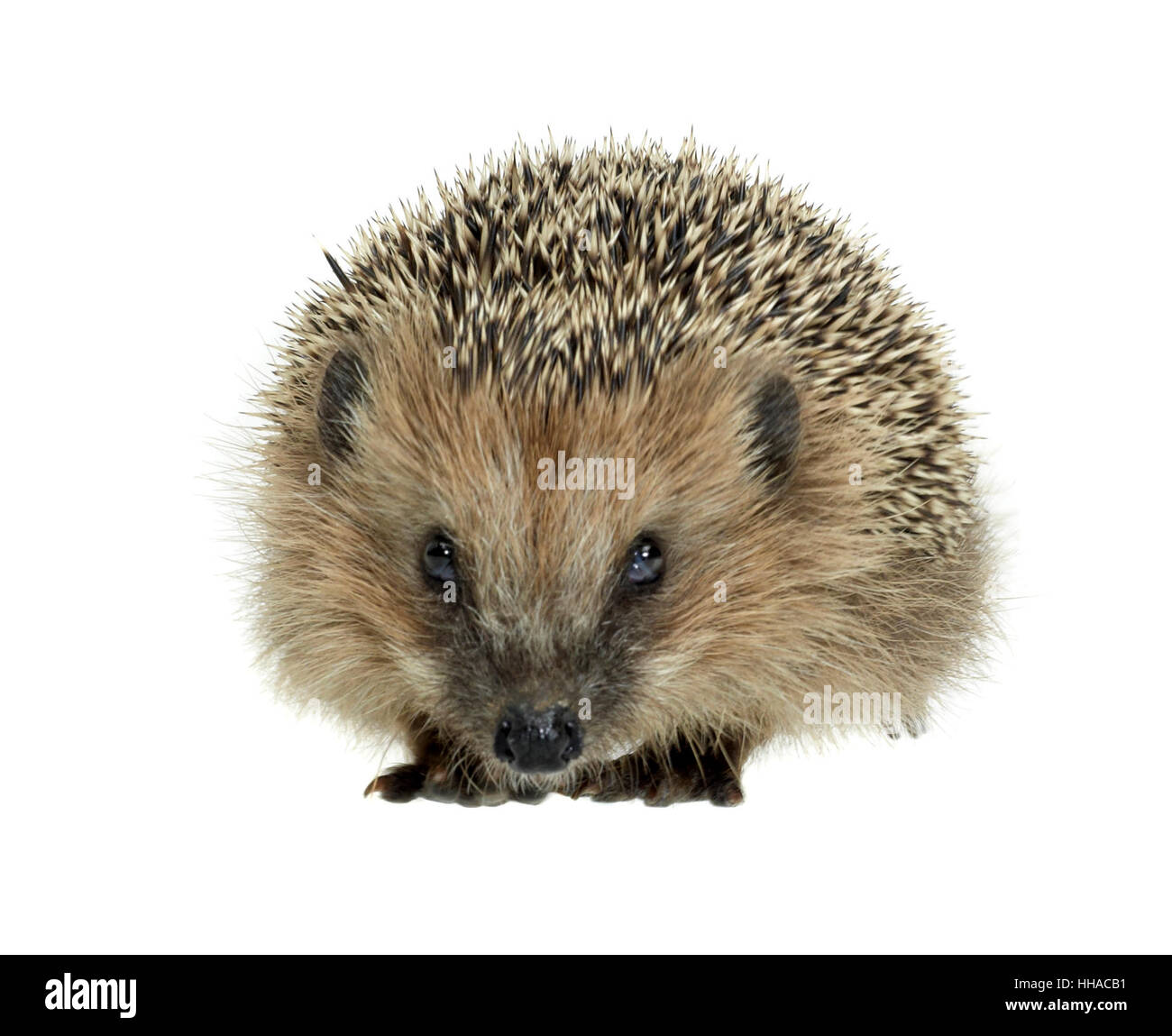 Wandern in der natur Cut Out Stock Images & Pictures - Alamy