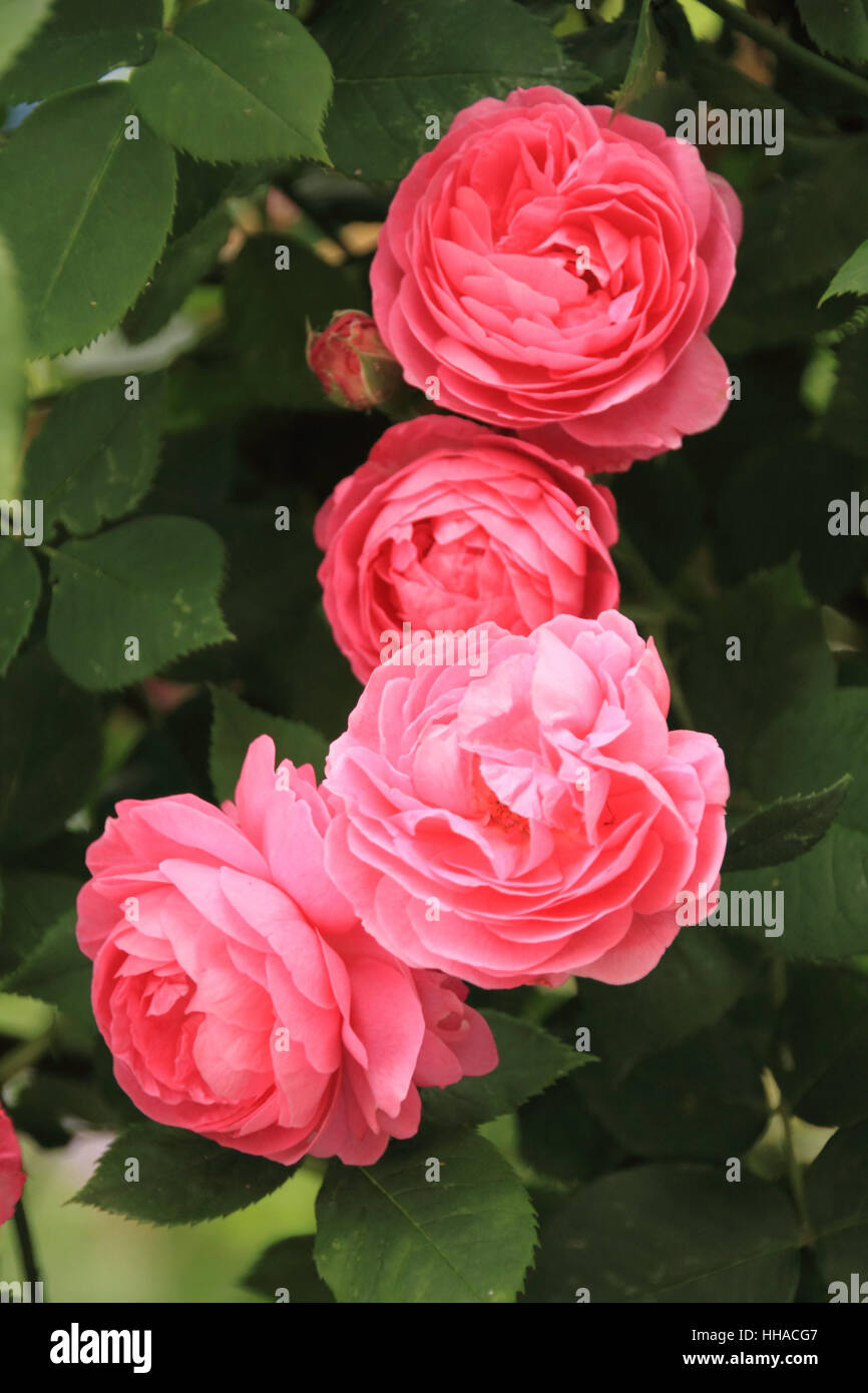 rose louise ordier Stock Photo - Alamy