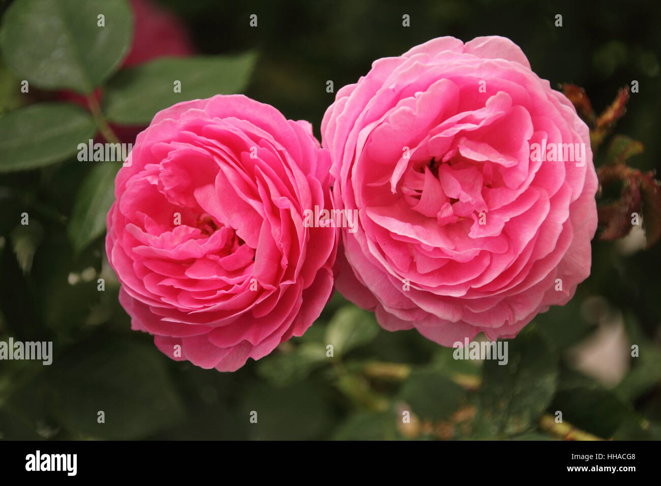 rose louise ordier Stock Photo - Alamy