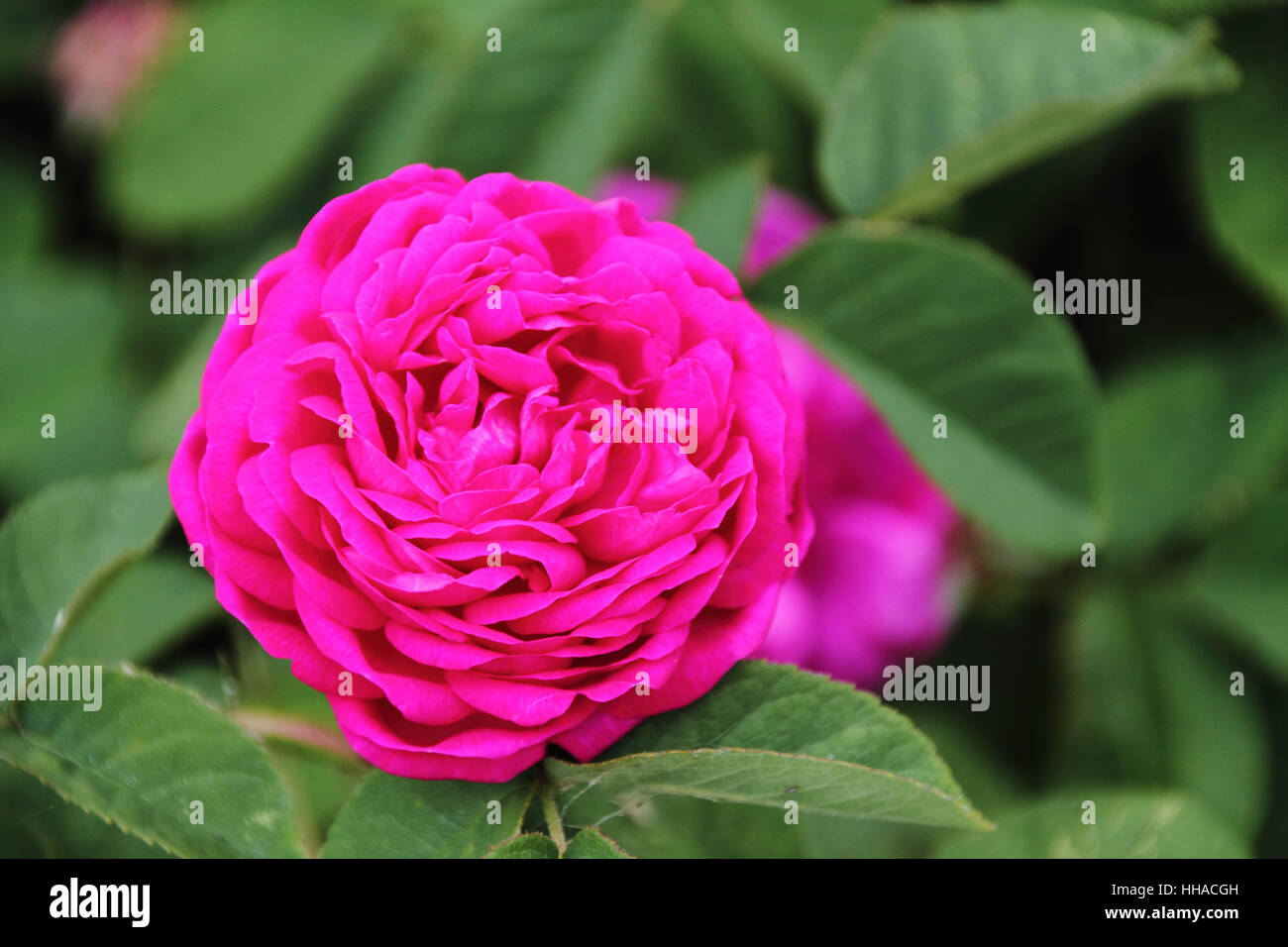 rose de resht Stock Photo - Alamy