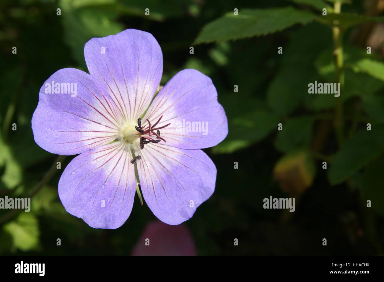 Caucasian cranesbill hi-res stock photography and images - Alamy