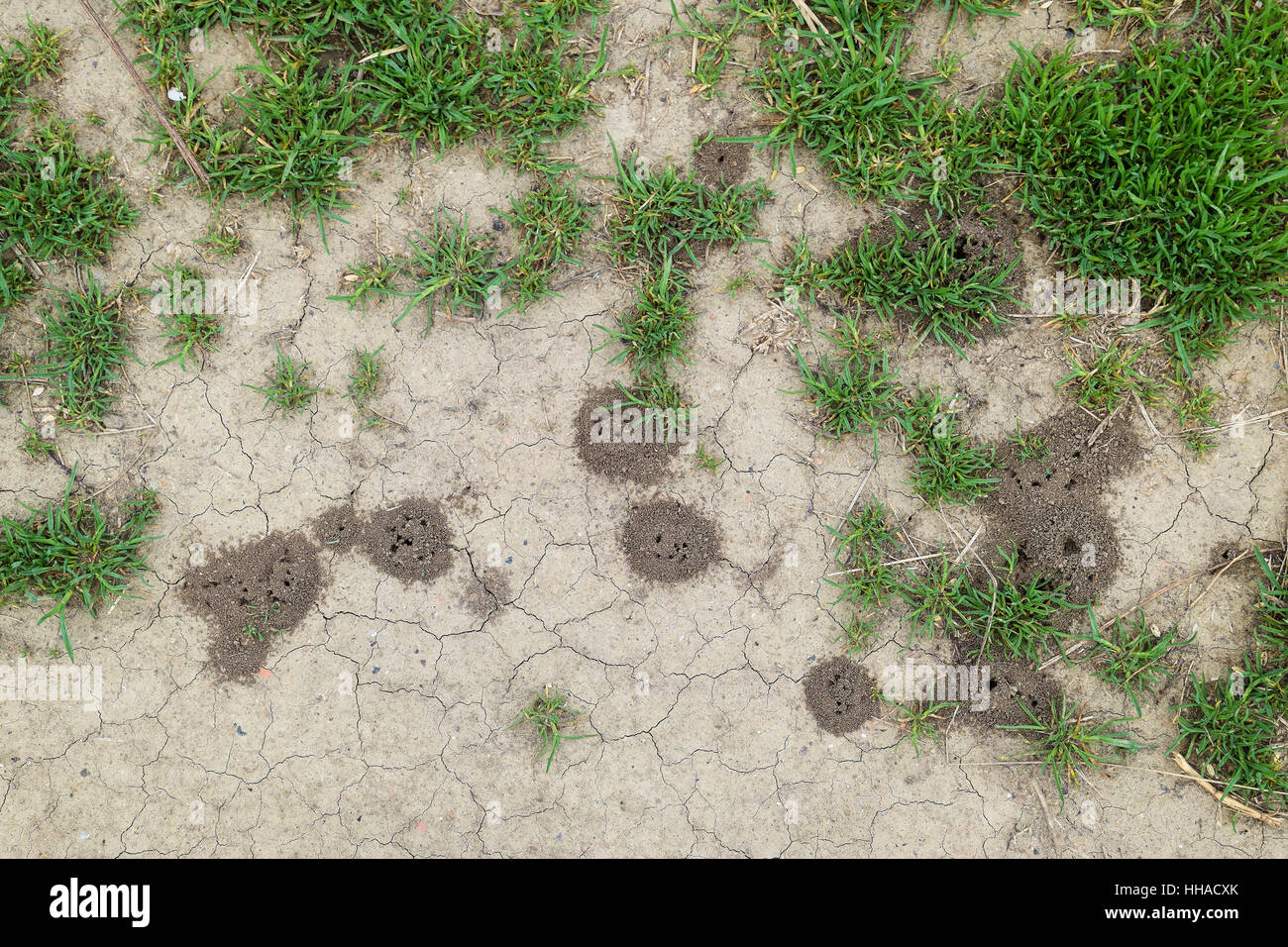 Mounds of earth over the entrance to the nest excavation wasps. Colonia ...