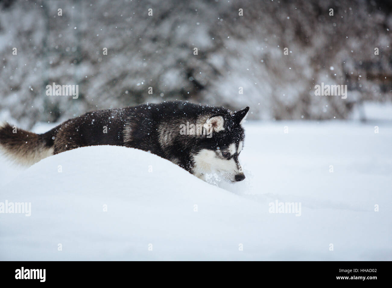 Siberian Husky plays in fresh Snow, Husky, Dog Stock Photo - Alamy