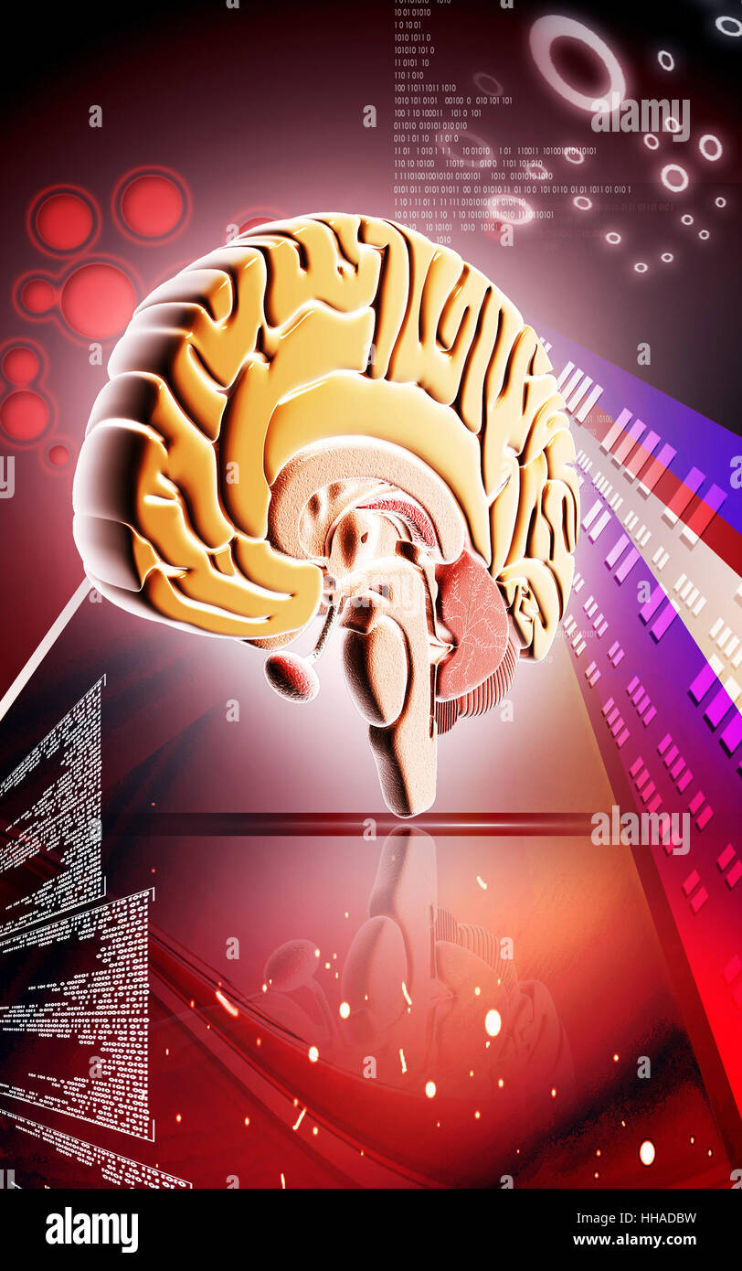 health, medicinally, medical, graphics, colour, human, human being ...