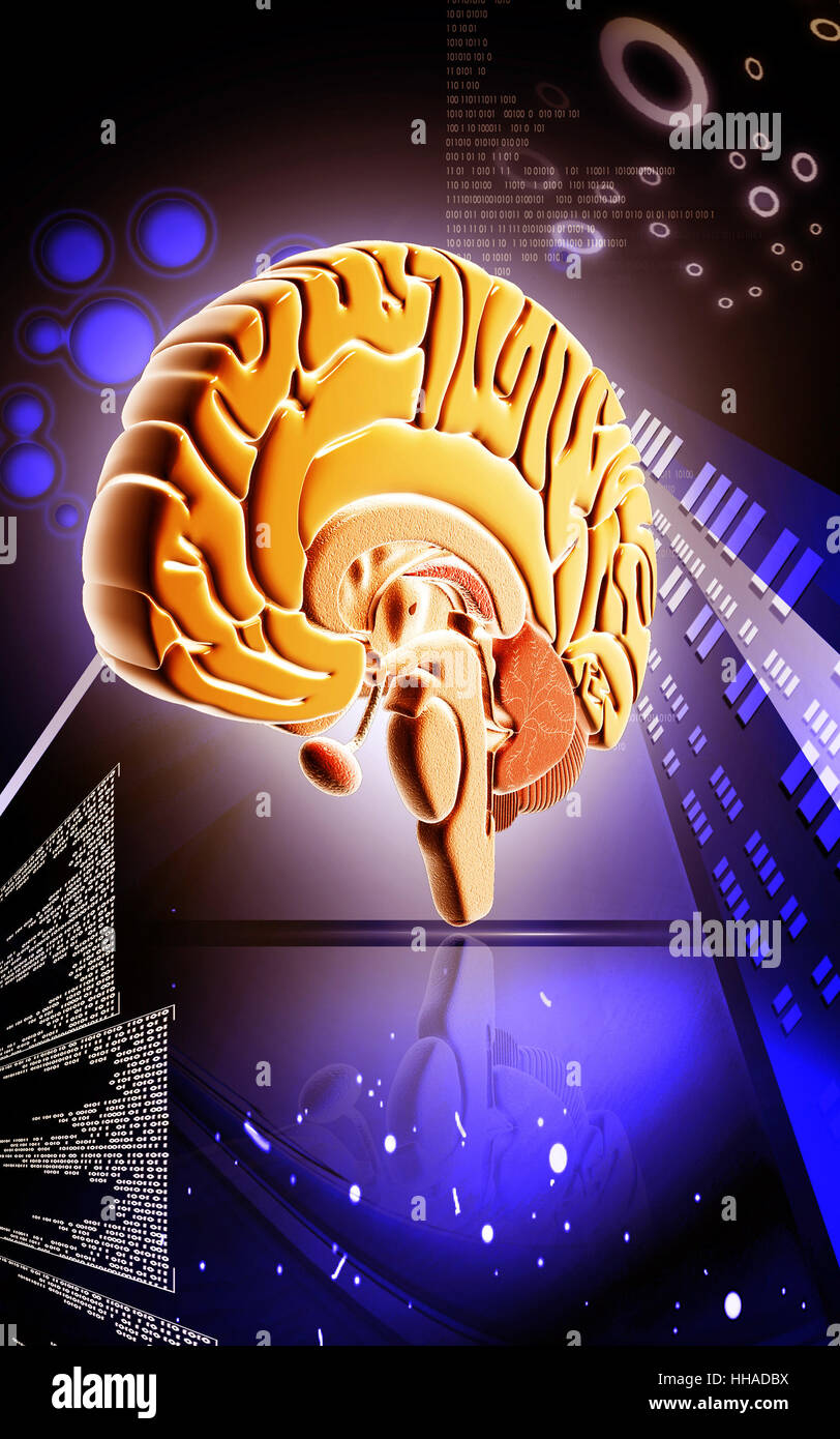 health, medicinally, medical, graphics, colour, human, human being ...