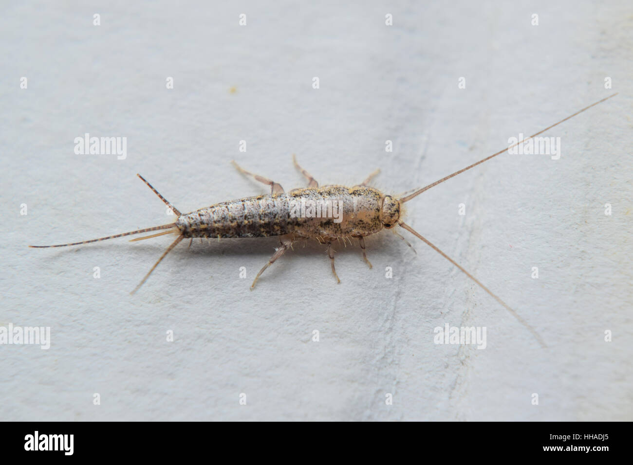 Insect feeding on paper - silverfish. Pest books and newspapers Stock ...