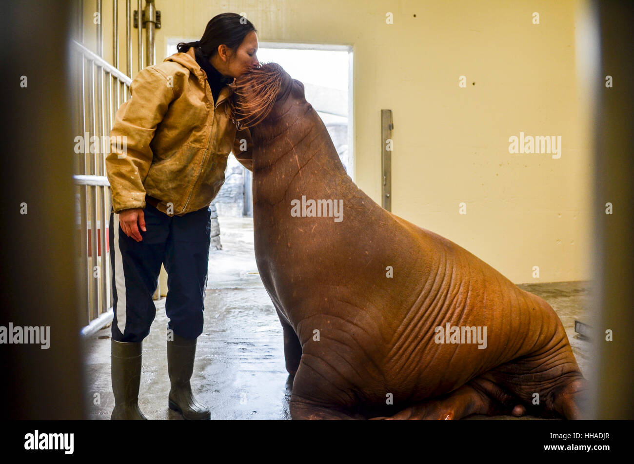 Indianapolis Zoo Walrus