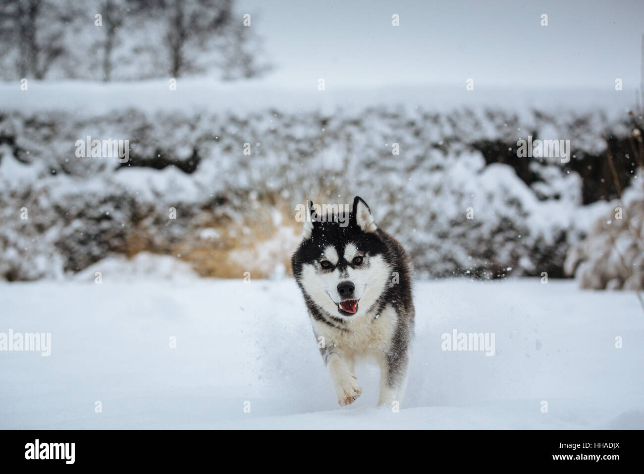 Siberian Husky plays in fresh Snow, Husky, Dog Stock Photo - Alamy