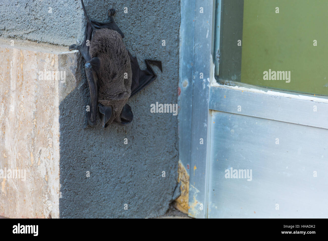 Abstract and conceptual sleeping, bat sleeping on the wall of a palace ...