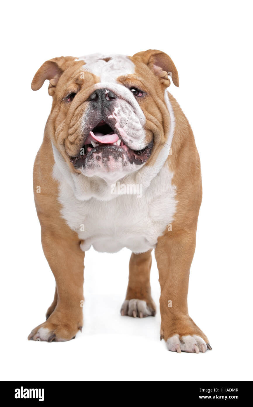 pet, isolated, animal, pet, mammal, brown, brownish, brunette, dog ...