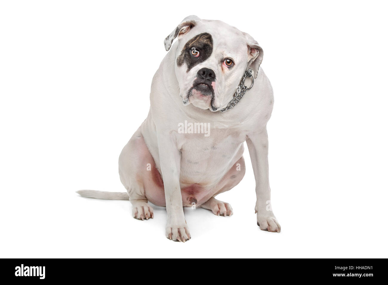 pet, isolated, american, animal, pet, mammal, strong, bull, dog, studio ...