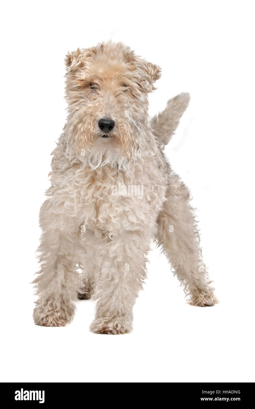 pet, isolated, animal, pet, mammal, dog, studio, fox, wire, terrier ...