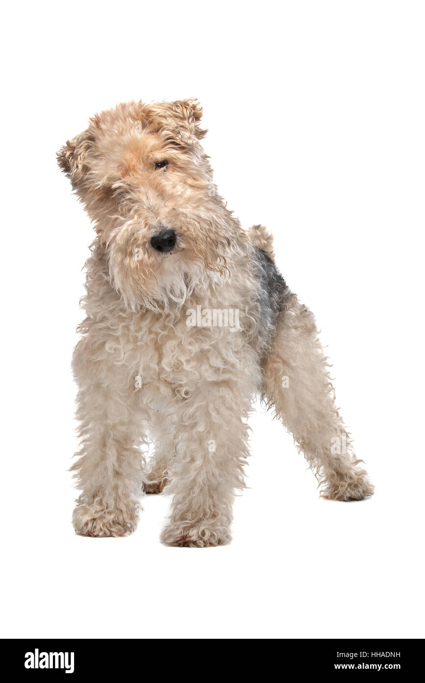 pet, isolated, animal, pet, mammal, dog, studio, fox, wire, terrier ...