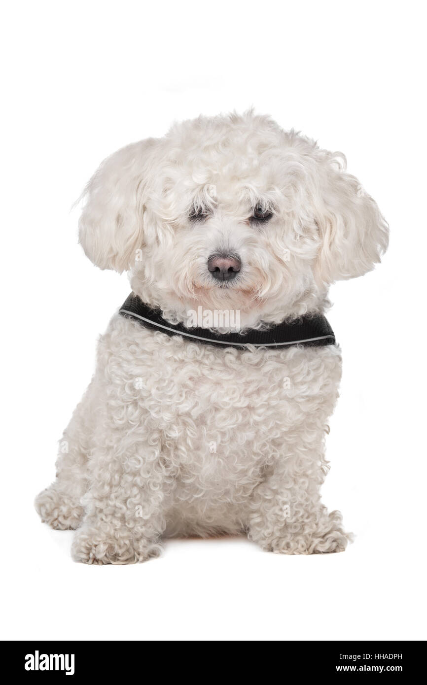 pet, isolated, animal, pet, mammal, small, tiny, little, short, dog ...