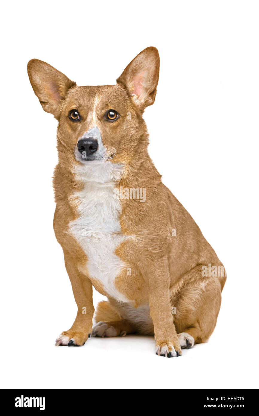 pet, isolated, animal, pet, mammal, dog, studio, front view, mixed ...
