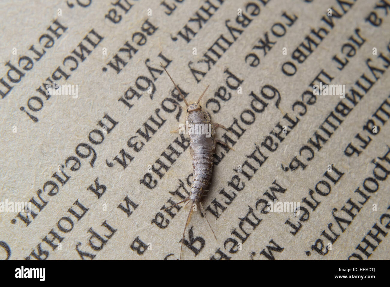 Insect feeding on paper - silverfish. Pest books and newspapers Stock ...