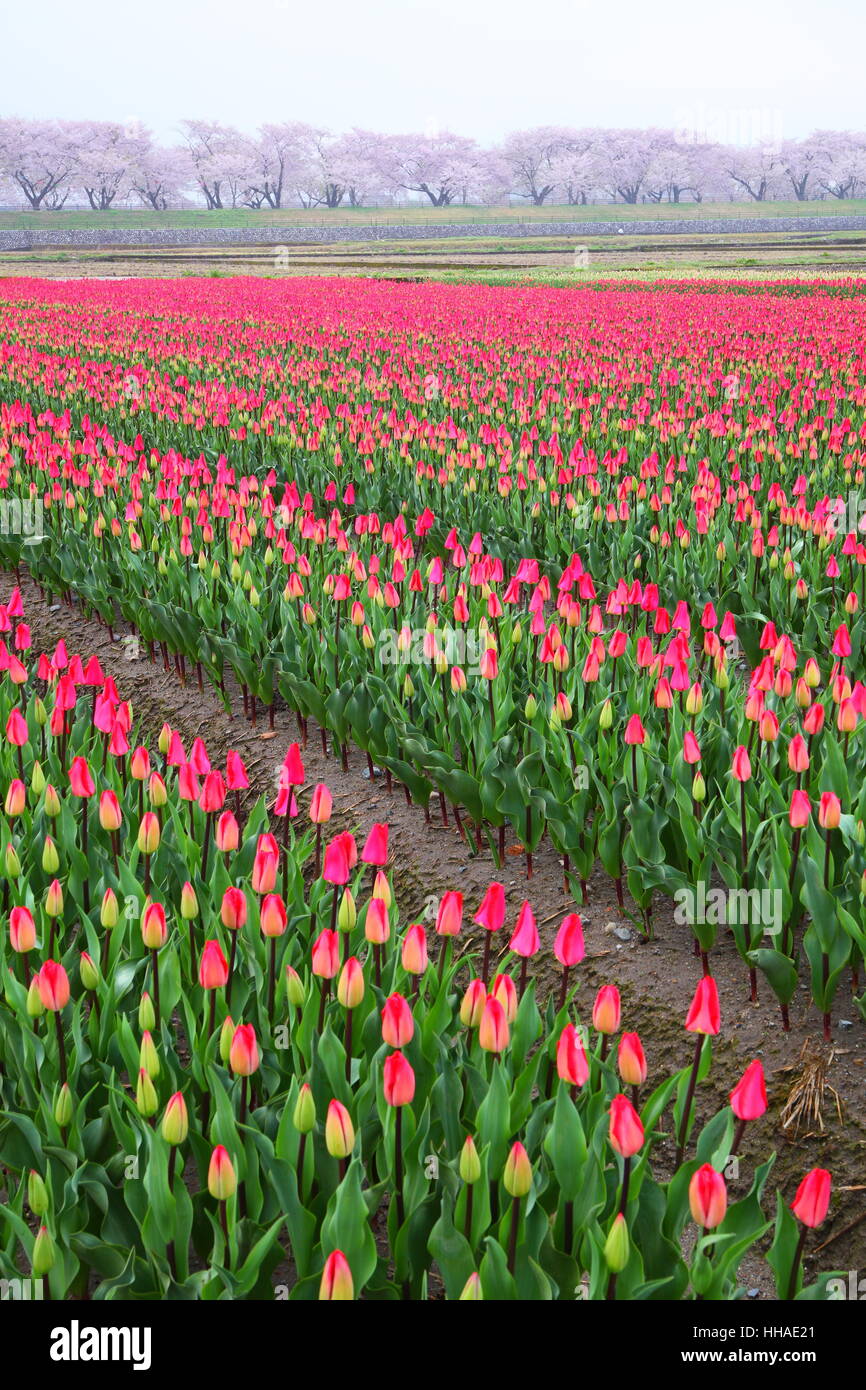 flower, plant, bloom, blossom, flourish, flourishing, spring, tulip ...