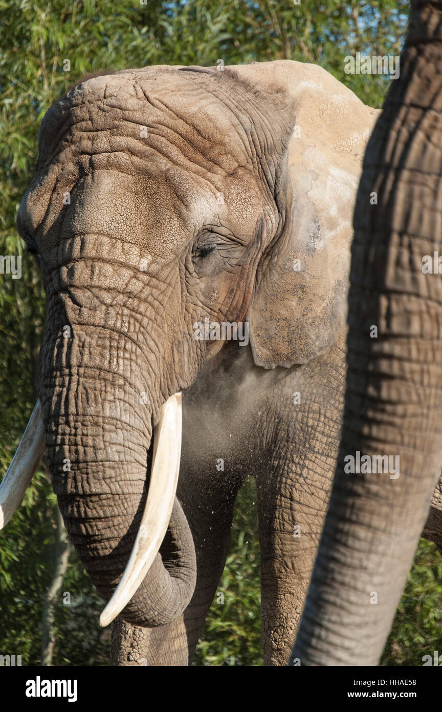 animals, mammals, elephants, wildlife, dust, animals, mammals ...