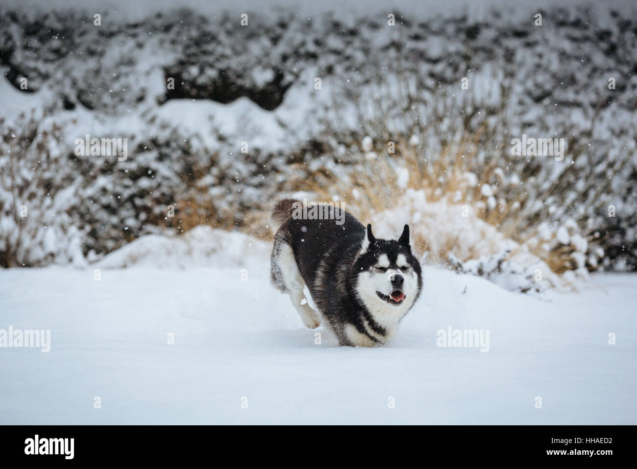 Husky playing in snow hi-res stock photography and images - Alamy