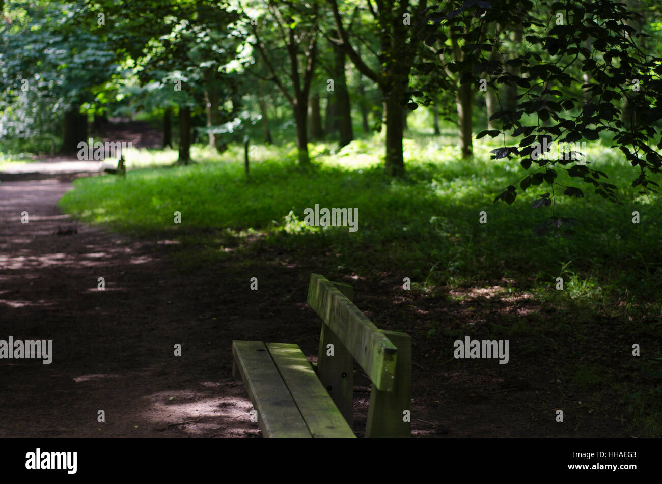 walk, go, going, walking, park, woods, track, footmark, footprint, path ...