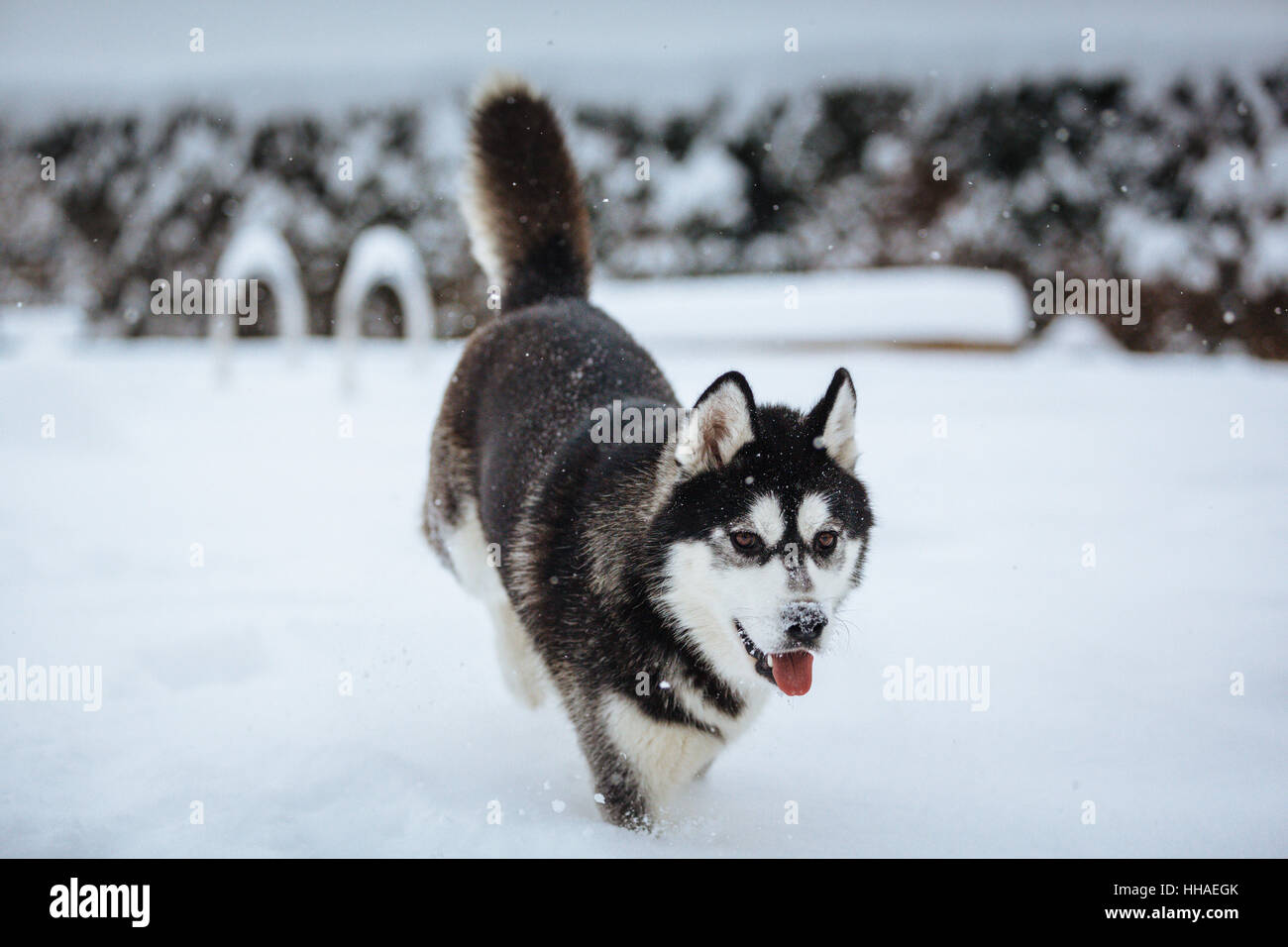 Siberian Husky plays in fresh Snow, Husky, Dog Stock Photo - Alamy