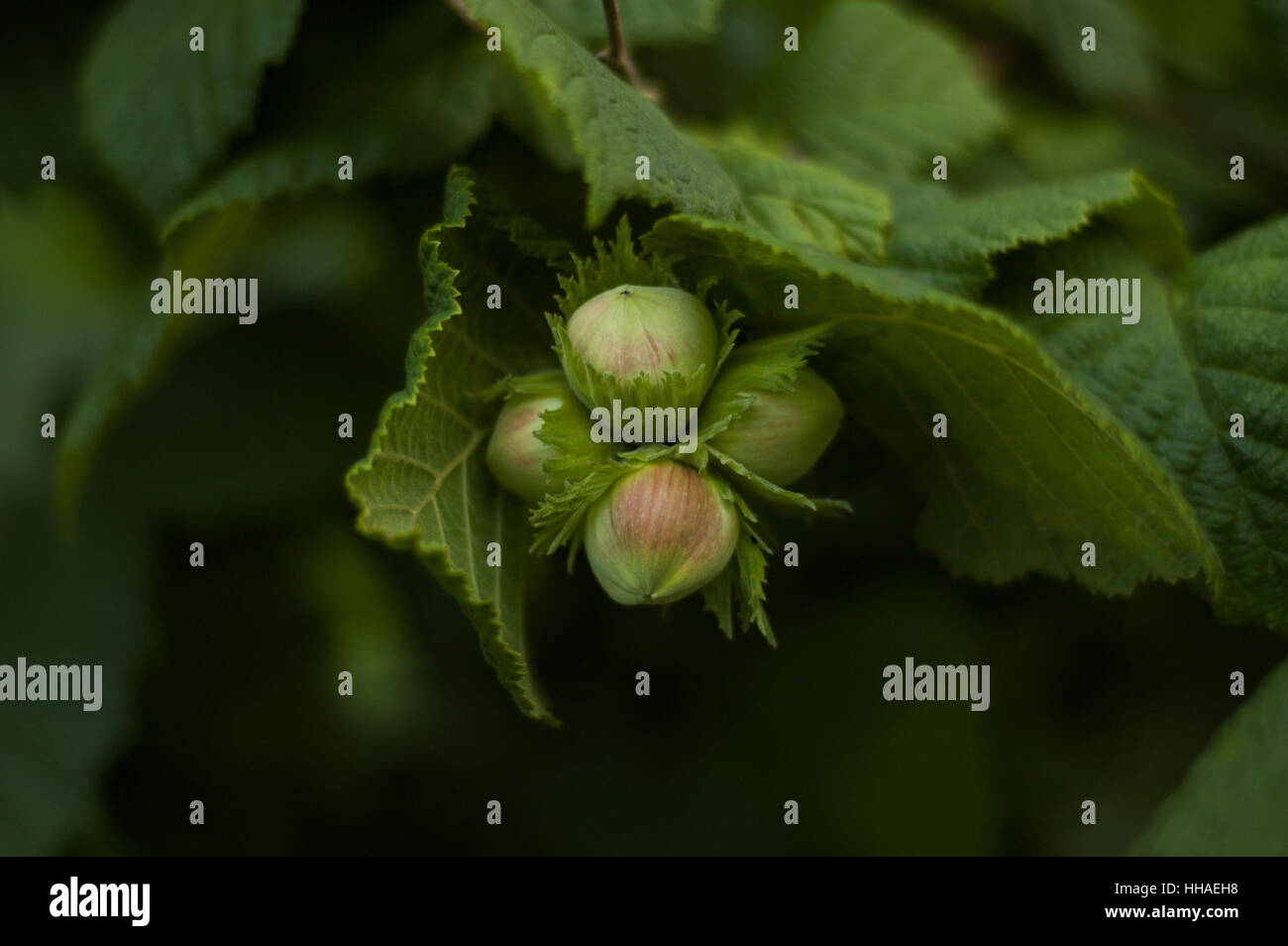 Ripening Cob Nuts (Hazelnuts, Filberts) on a Hazel Tree in Summer Stock ...