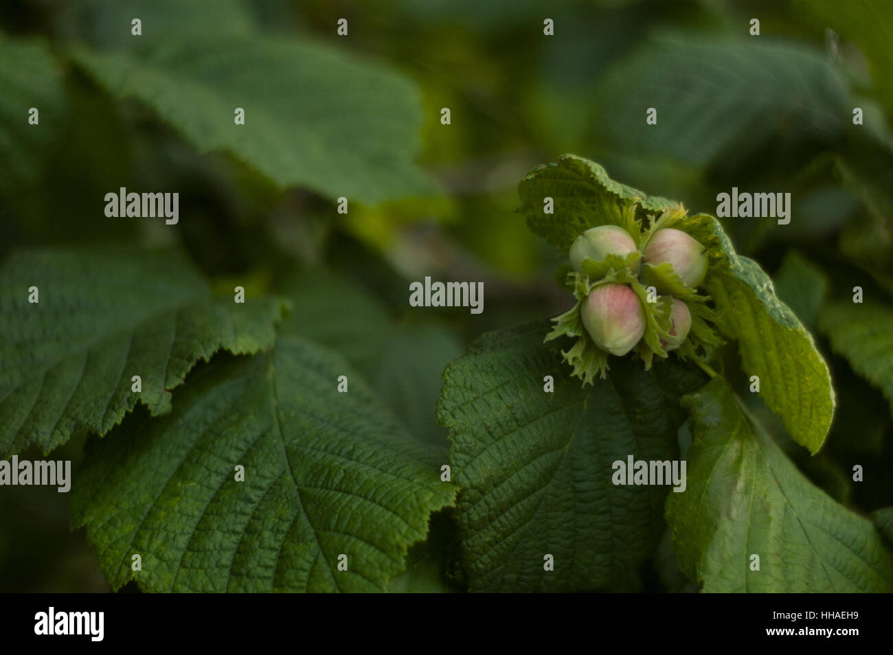 Ripening Cob Nuts (Hazelnuts, Filberts) on a Hazel Tree in Summer Stock ...
