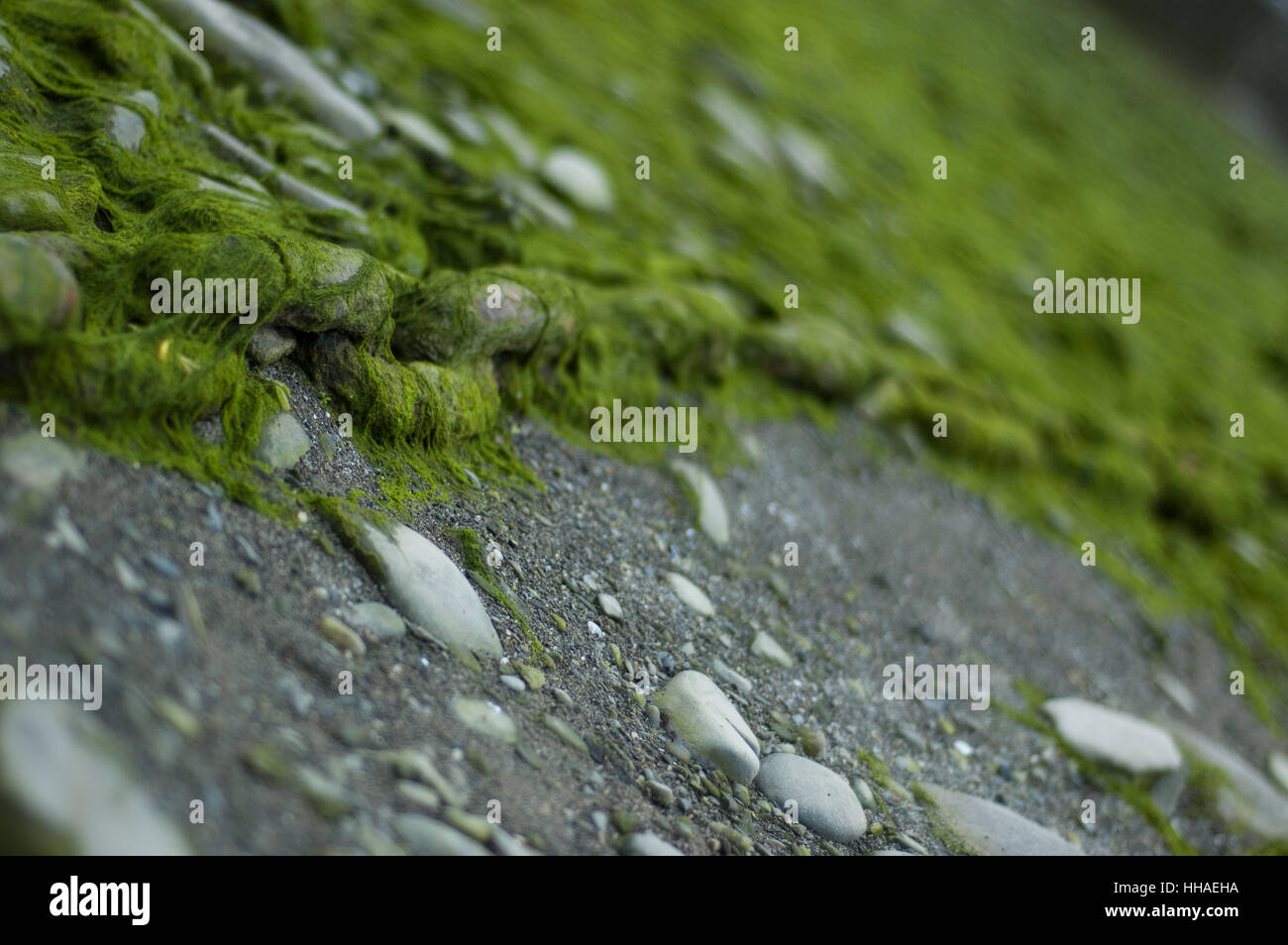 beach, seaside, the beach, seashore, chain, algae, fishing, port ...