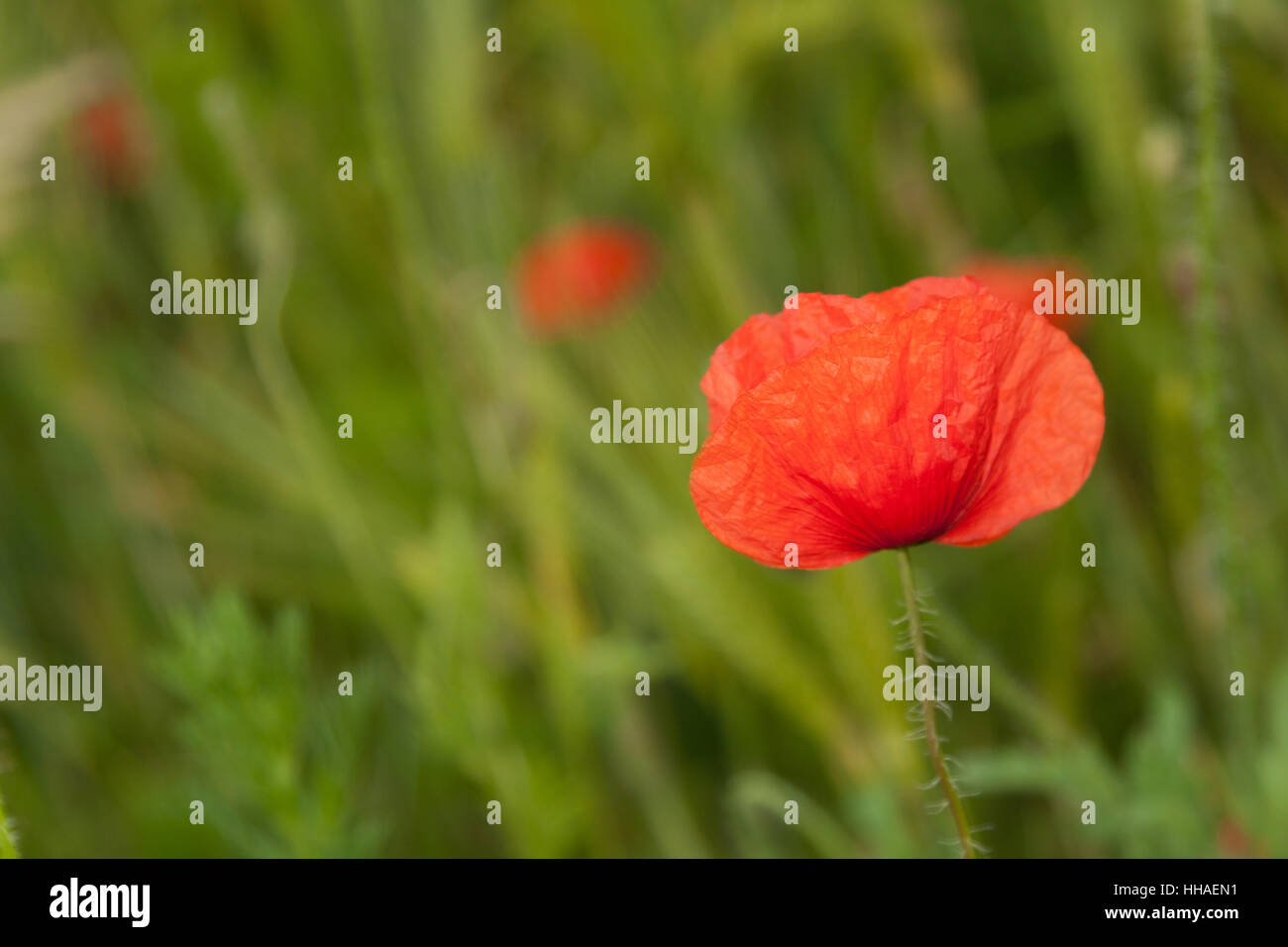 single poppy flower Stock Photo - Alamy