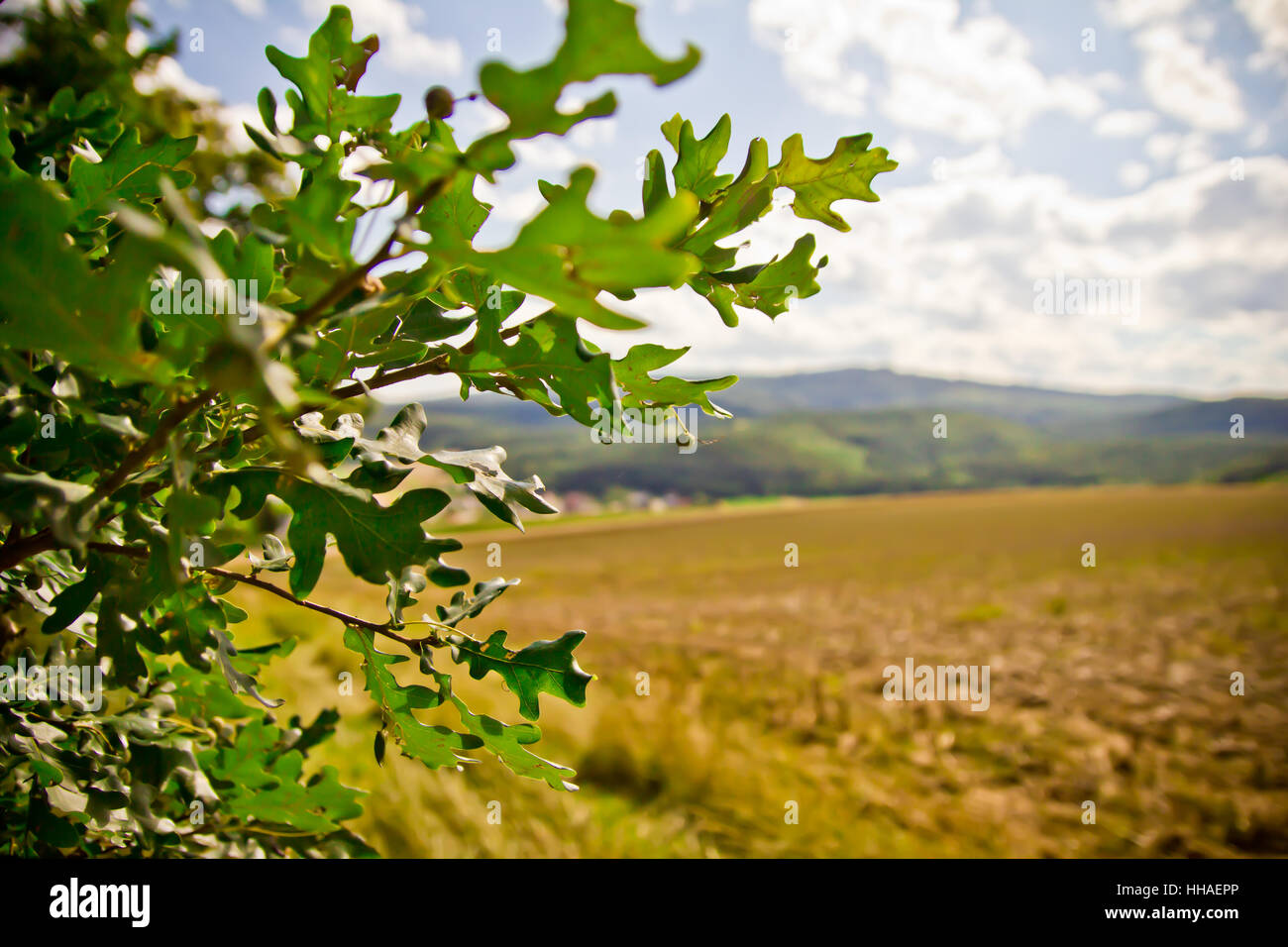 landscape with leaves Stock Photo - Alamy