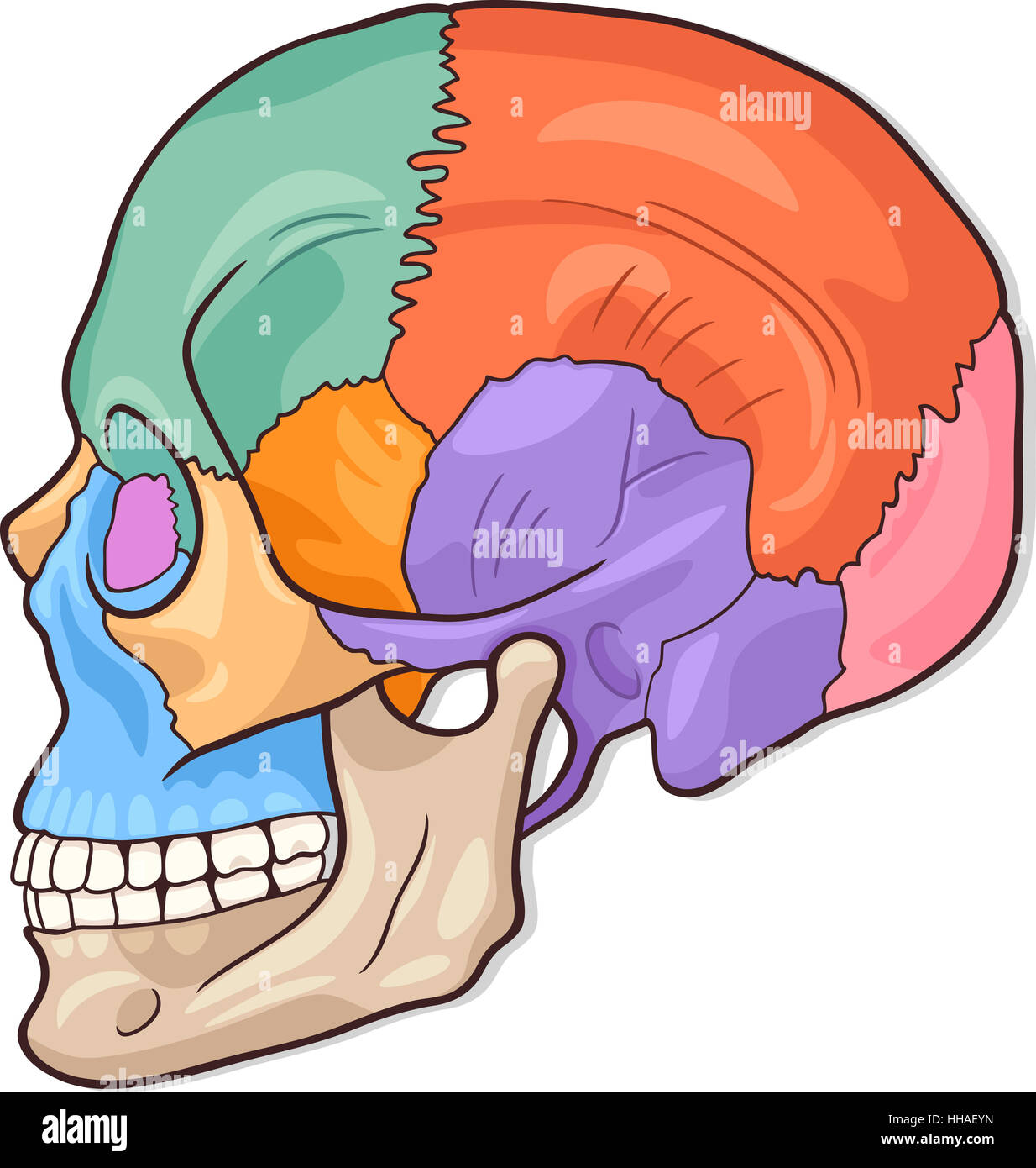 education, medicinally, medical, human, human being, skull, means ...