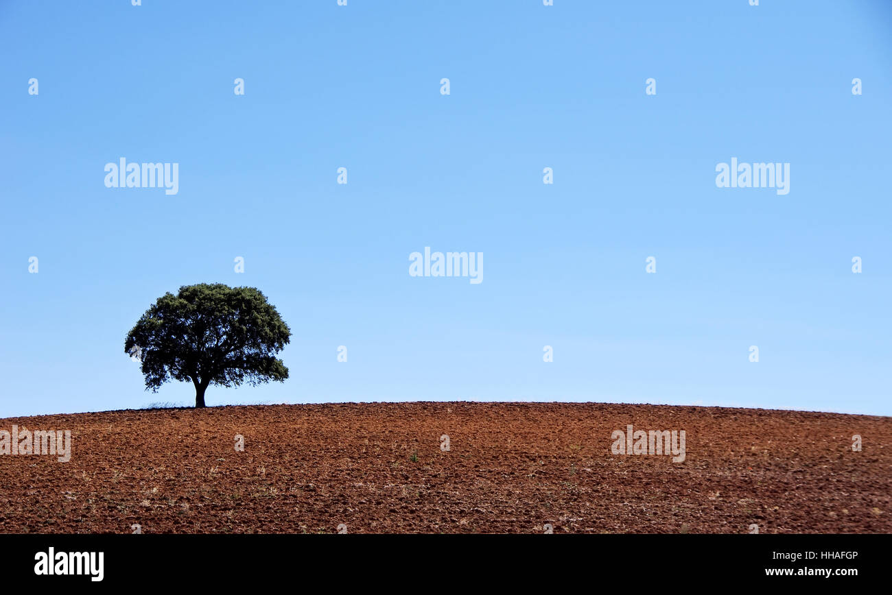 travel, tree, ground, soil, earth, humus, brown, brownish, brunette ...