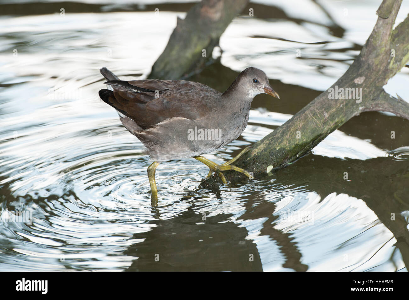 walk, go, going, walking, park, animal, bird, ground, soil, earth ...
