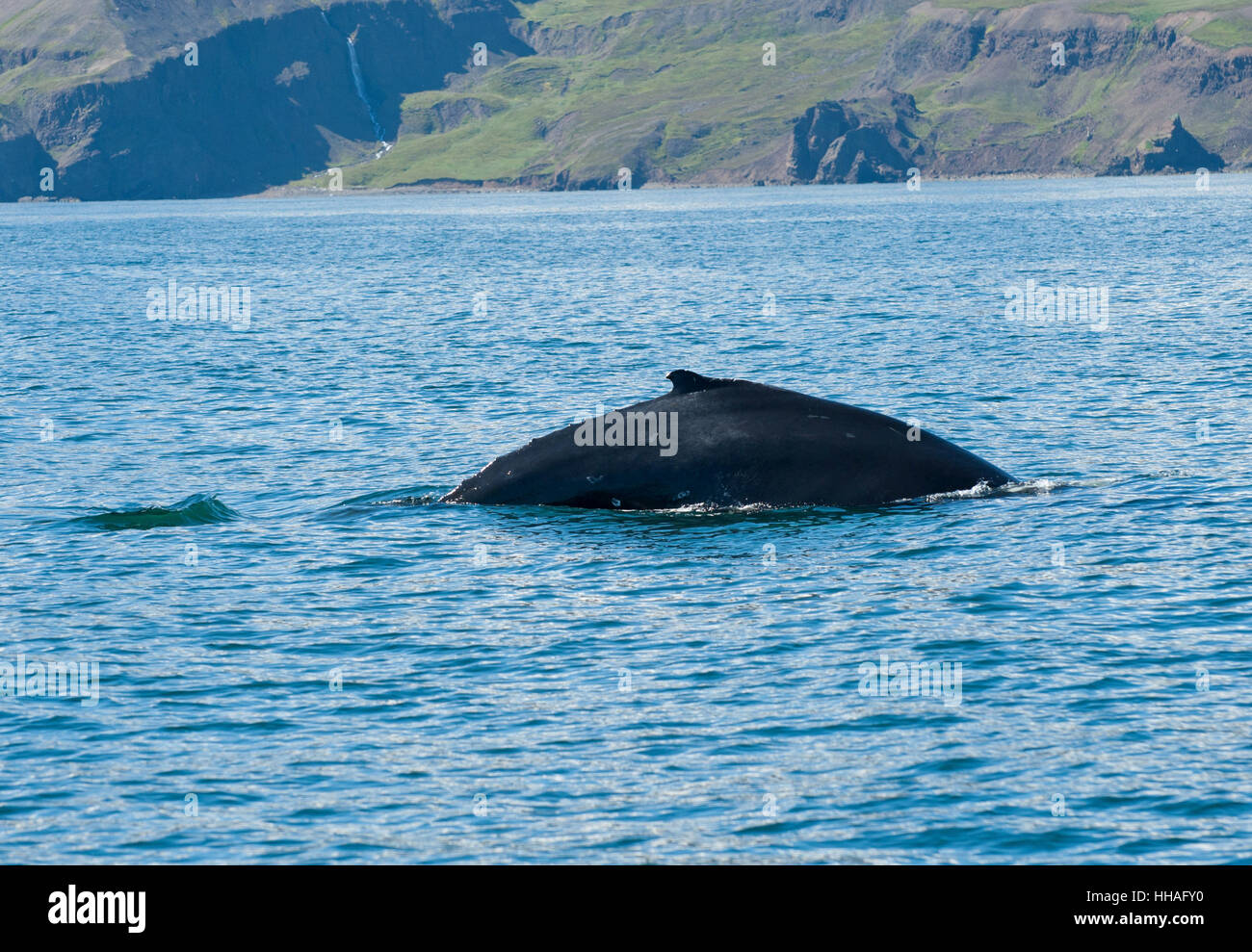 Grey whale eating hi-res stock photography and images - Alamy