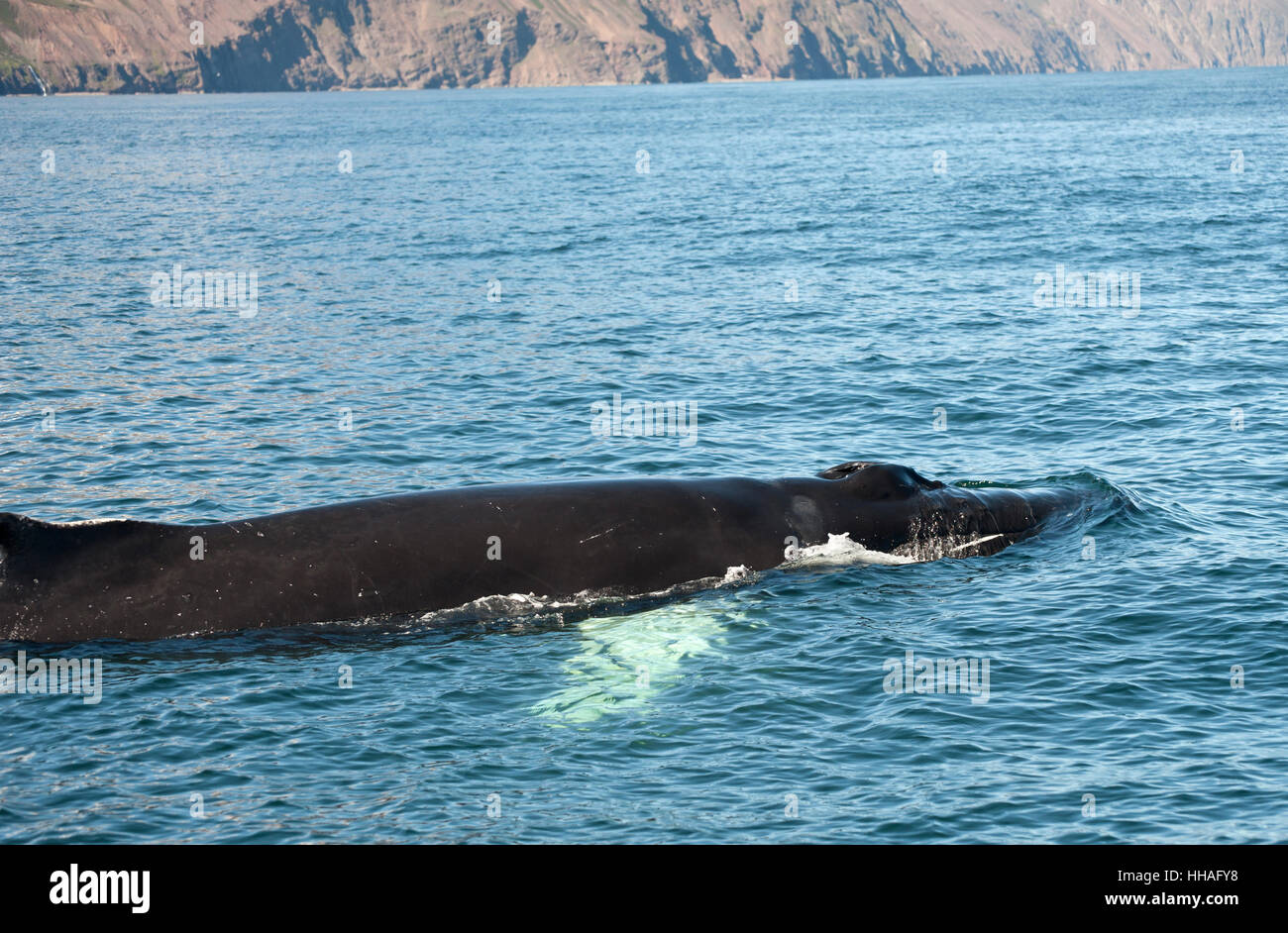 animal, giant, whale, blue, beautiful, beauteously, nice, big, large ...