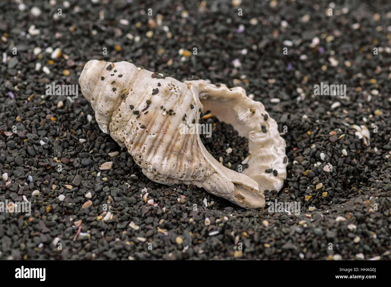 seashell polished by waves on a rocky beach Stock Photo - Alamy
