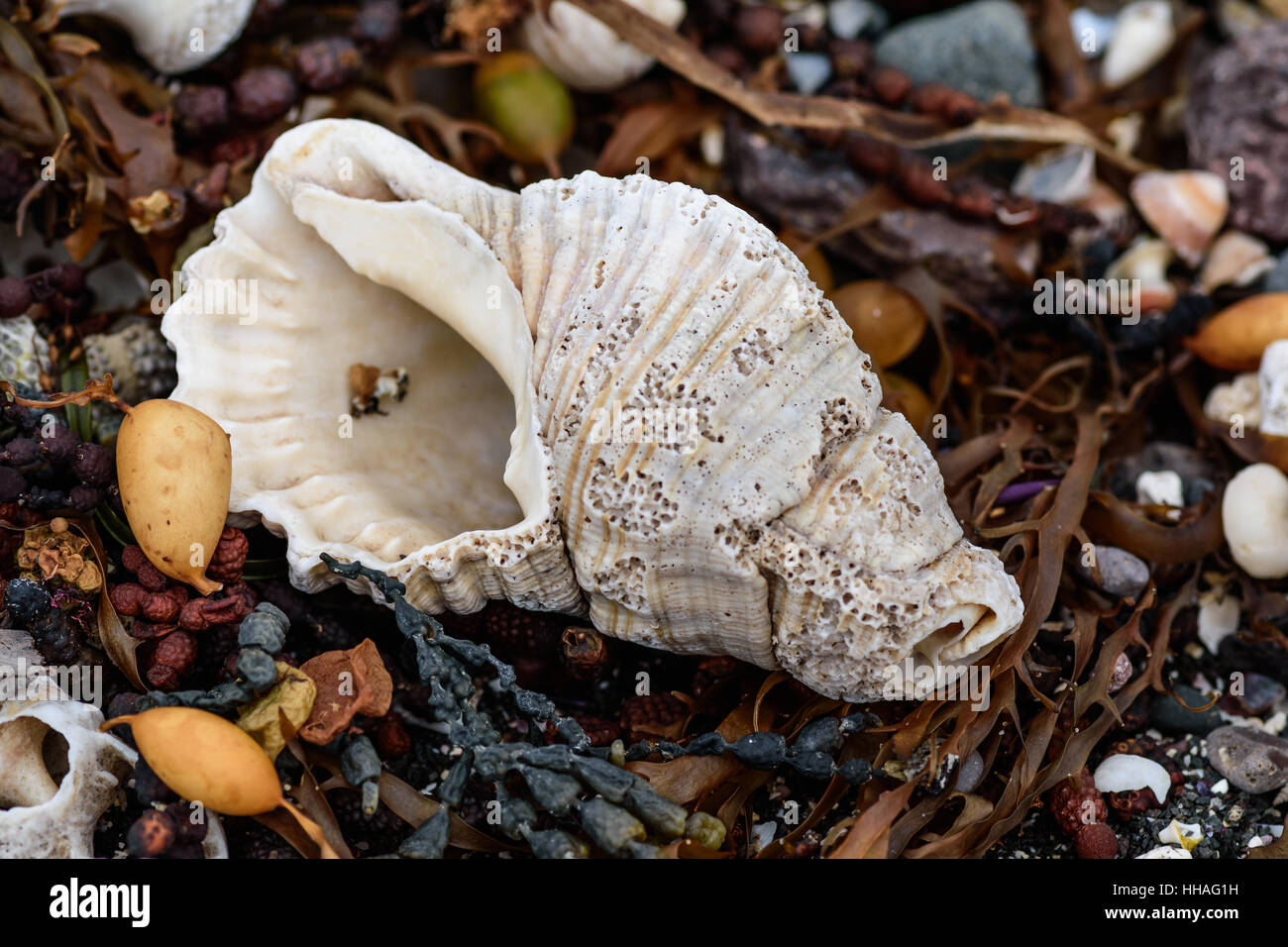seashell polished by waves on a rocky beach Stock Photo - Alamy
