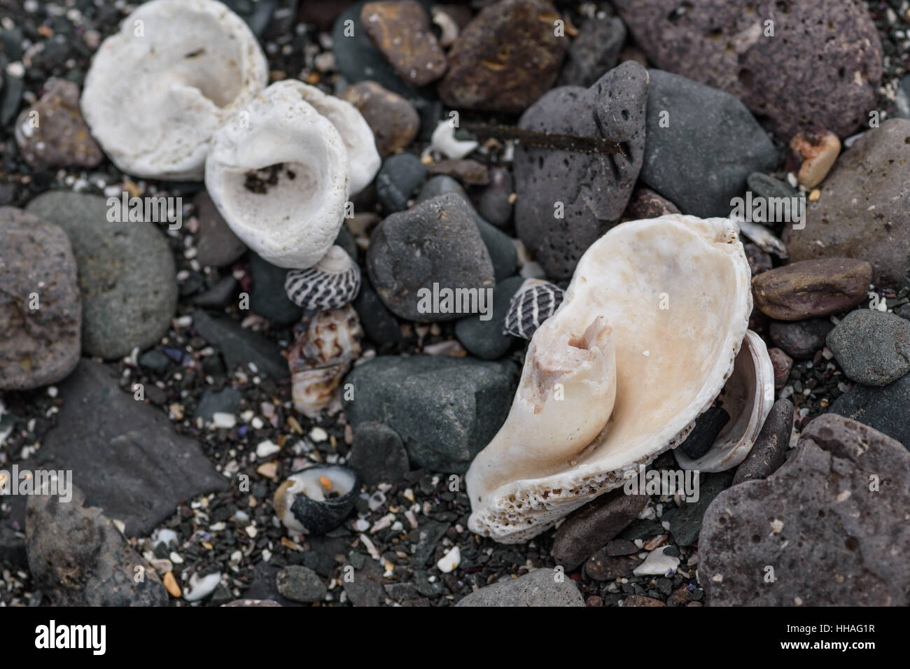 seashell polished by waves on a rocky beach Stock Photo - Alamy