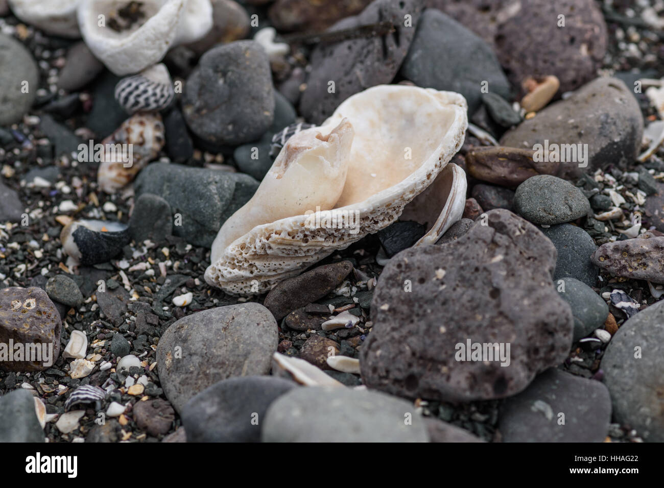 Beach pebbles rocks shells hi-res stock photography and images - Alamy