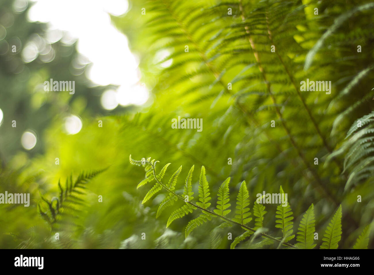 Sunlight illuminating a fresh new growth of curling fern with vibrant ...
