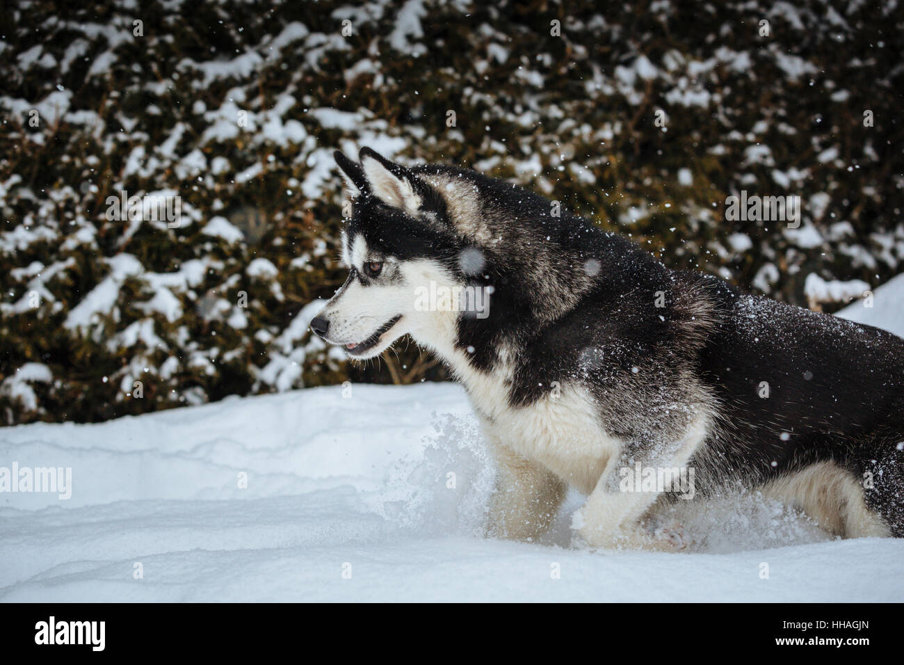 Siberian Husky plays in fresh Snow, Husky, Dog Stock Photo - Alamy