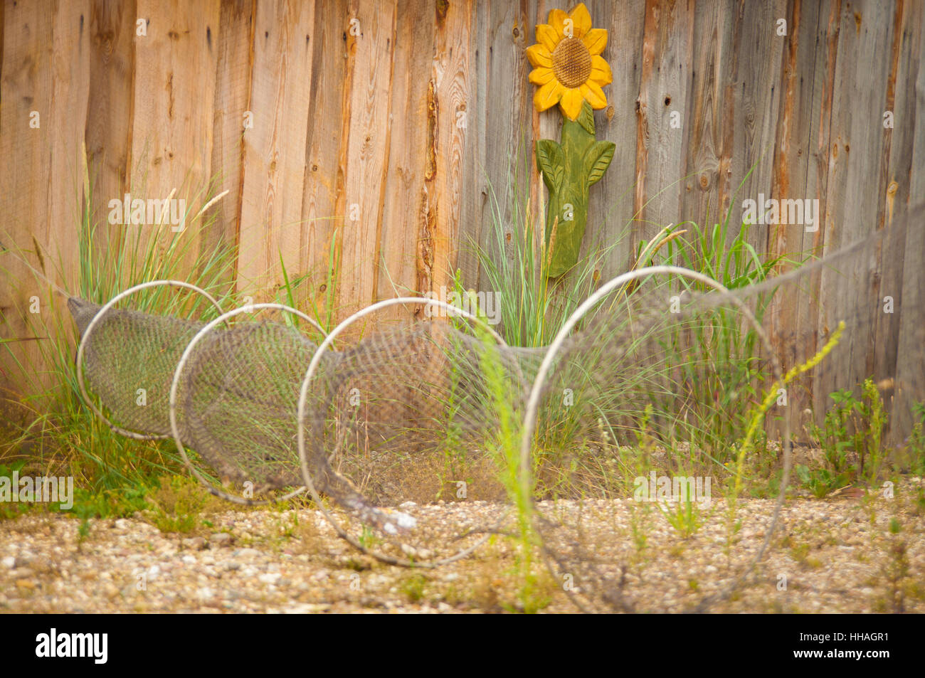 fish trap and sunflower Stock Photo - Alamy